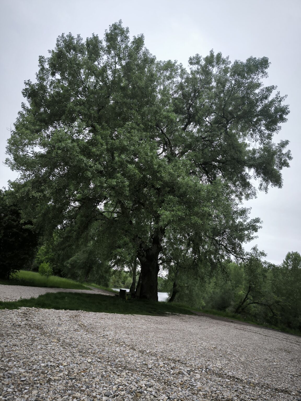 Stablo godine - Parkovi